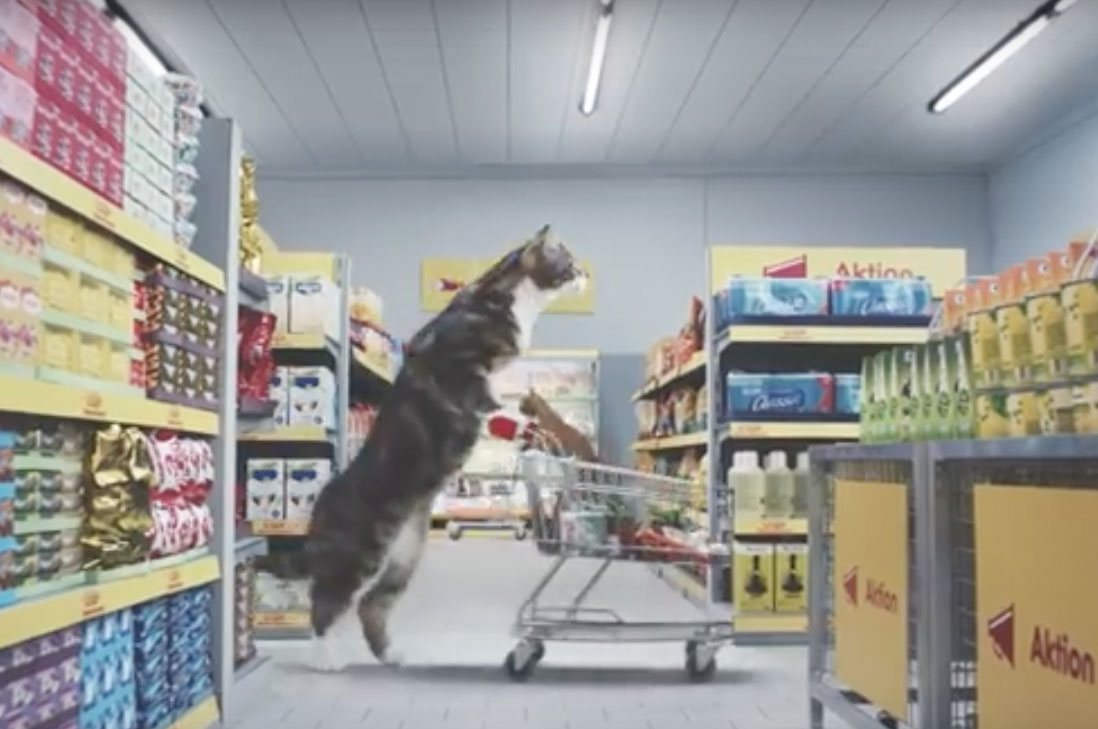 Viral: «Supermercado de gatos» | INFOGATE