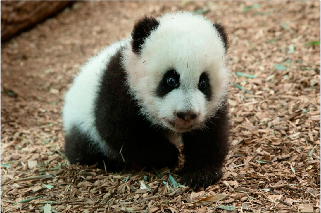 Zoológicos del mundo inundan Twitter con animales adorables - INFOGATE