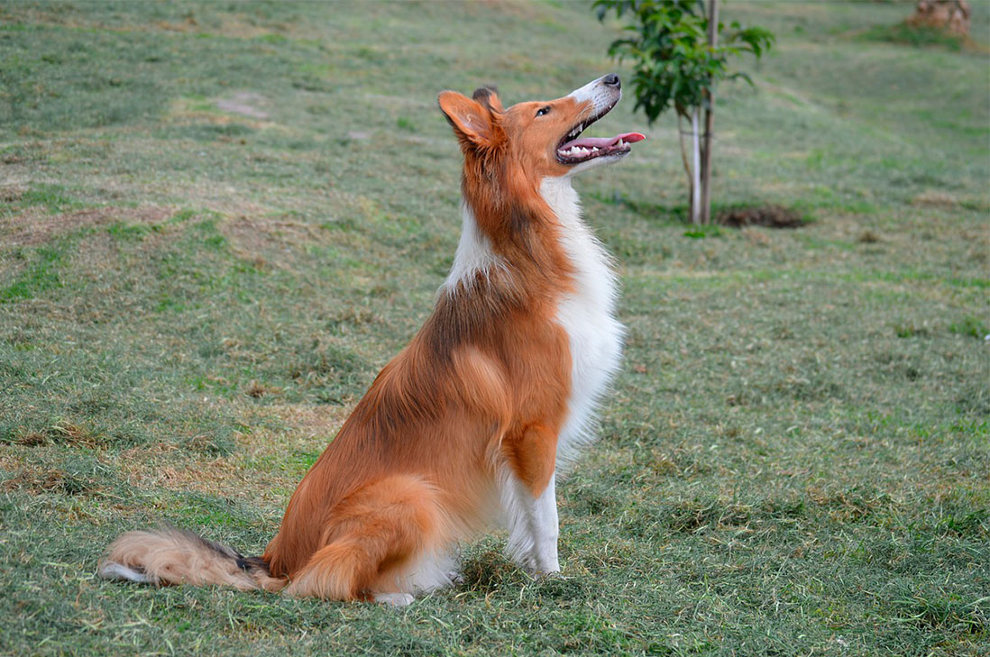 Conoce la rutina perfecta para un perro saludable - INFOGATE