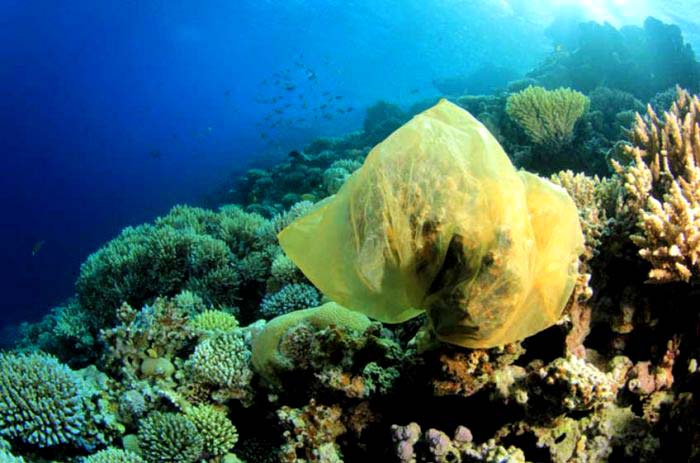 Los arrecifes de coral en grave riesgo de morir por el plástico - INFOGATE